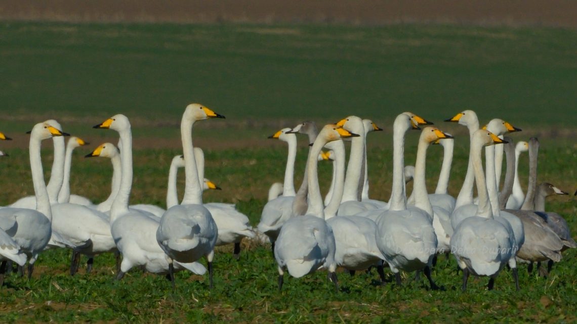 Lebăda de iarnă (Cygnus cygnus) | Descopera Delta Dunarii