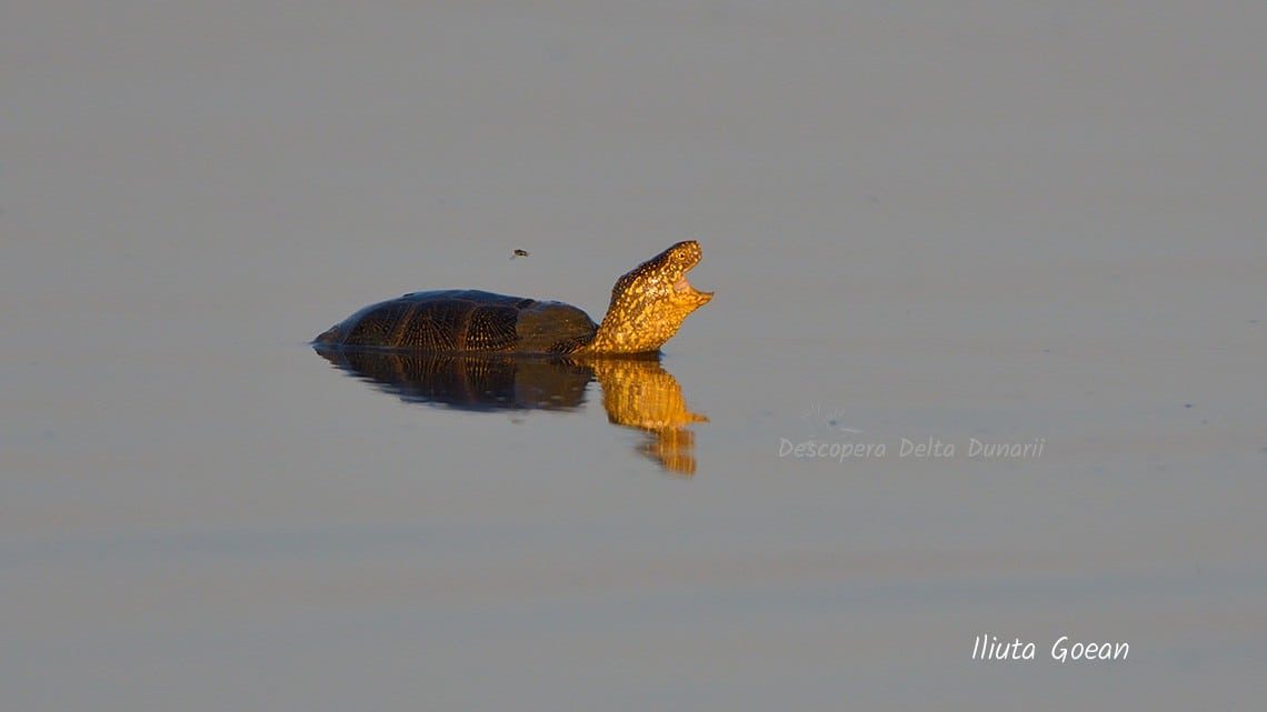 Despre testoase | Descopera Delta Dunarii