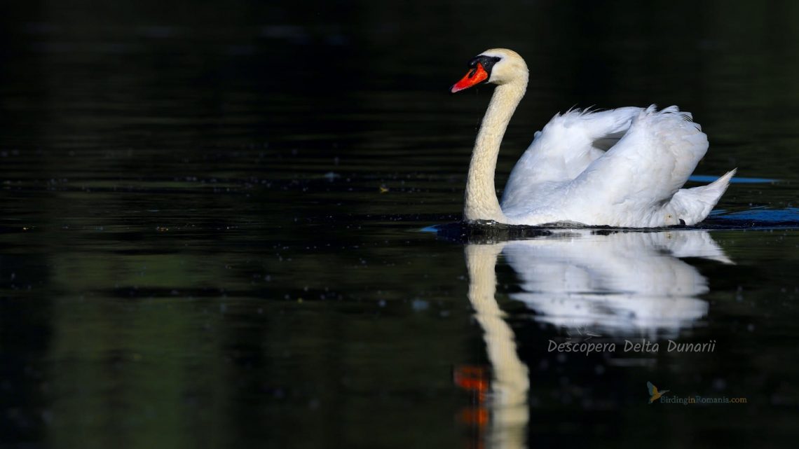 Lebăda de vară (Cygnus olor) | Descopera Delta Dunarii